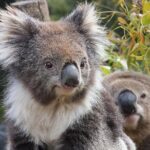 Kuranda Koala Gardens and Birdworld Admission Tickets - The Itinerary Breakdown