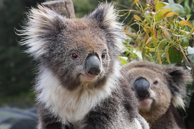 Kuranda Koala Gardens and Birdworld Admission Tickets - The Itinerary Breakdown