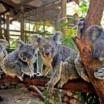 Kuranda: Rainforestation Nature Park - Who Will Appreciate Rainforestation?