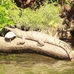 Kuranda Riverboat Sightseeing Cruise - An Honest Deep Dive into the Kuranda Riverboat Experience