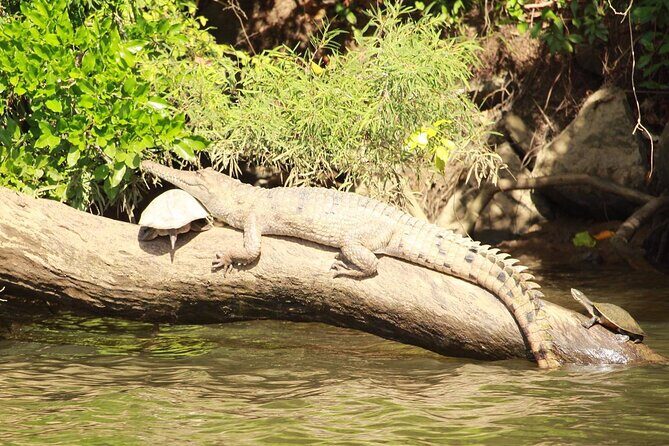 Kuranda Riverboat Sightseeing Cruise - An Honest Deep Dive into the Kuranda Riverboat Experience