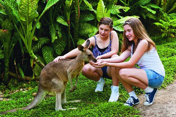 Kuranda Wildlife Experience Deluxe Multi Attraction Pass - What You Can Expect from the Tour
