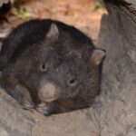 Kuranda Wildlife Experience: Koalas, Birds & Butterflies - Exploring Each Attraction