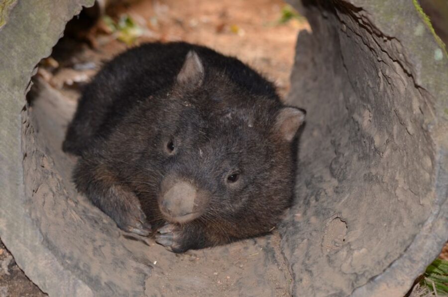 Kuranda Wildlife Experience: Koalas, Birds & Butterflies - Exploring Each Attraction