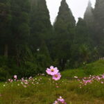 Kurseong: White Orchid Trail Hike with Hotel Pickup - The Trail Itself: Natural Beauty and Panoramic Views