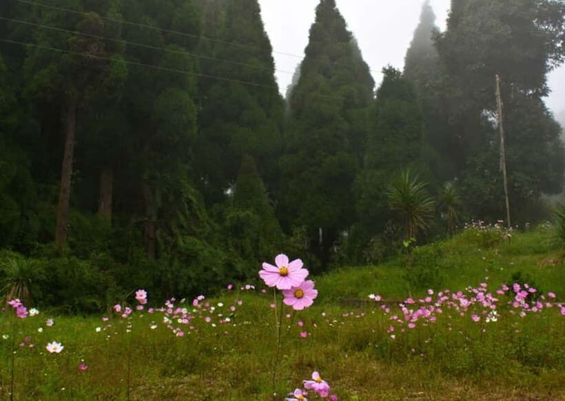 Kurseong: White Orchid Trail Hike with Hotel Pickup - The Trail Itself: Natural Beauty and Panoramic Views