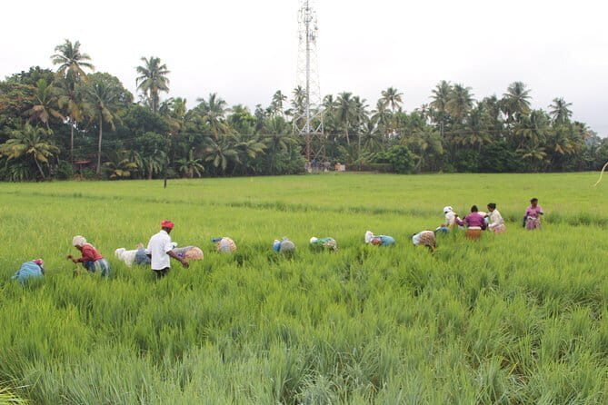 Kuttanad Rice Bowl By Cycle - What the Reviews Tell Us