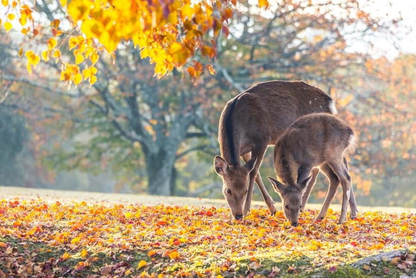 Kyoto/Osaka: Kinkakuji, Bamboo Forest, and Nara Deer Park - What the Tour Includes and Not
