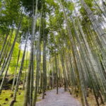 Kyoto : True Kyoto Avoid the crowds E-Bike Tour - What Could Be a Drawback