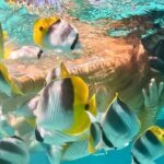 Lagoon and Marine Wildlife Tour in Moorea - Practical Details That Matter
