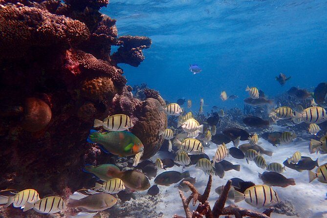 Lagoon Explorer - Ningaloo Reef Full-Day Kayaking and Snorkeling Adventure - Authentic Encounters and Review Highlights