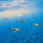 Lagoon Tour - Discover the magnificent lagoon of Moorea - The Sum Up