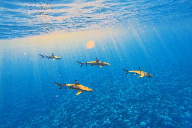 Lagoon Tour - Discover the magnificent lagoon of Moorea - The Sum Up