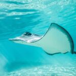 Lagoon Tour in Moorea in Small Group with Lunch - The Sum Up: Is It Worth It?