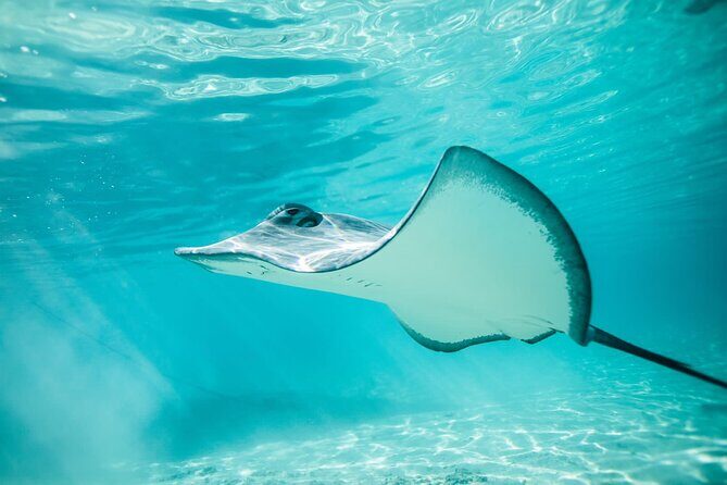 Lagoon Tour in Moorea in Small Group with Lunch - The Sum Up: Is It Worth It?