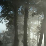 Lahad Datu: 3-Day Danum Valley Rainforest Adventure - The Value of This Adventure