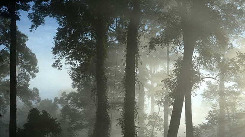 Lahad Datu: 3-Day Danum Valley Rainforest Adventure - The Value of This Adventure