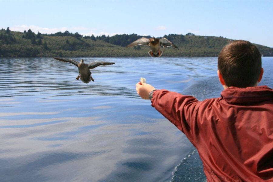 Lake Taupo: 1.5-Hour Mori Rock Carvings Cruise - Who Will Love This Tour?