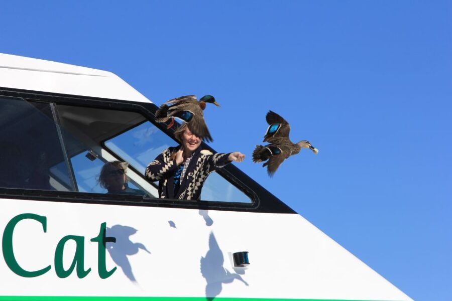 Lake Taupo: Maori Rock Carvings 10.30 AM 1.5-Hour Cruise - Why This Tour Offers Good Value