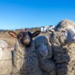 Lake Tekapo: Guided Petting Zoo Visit - Practical Details and Value