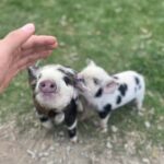 Lake Tekapo High Country Farm Tour (Carbon Positive) - Practical Details and Value
