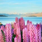 Lake Tekapo Private Day Trip from Queenstown - The Scenic Journey Begins: From Queenstown to the Mackenzie