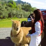 Lake Tekapo Stargazing & Mount Cook 2-Day Tour from Christchurch - What Travelers Say