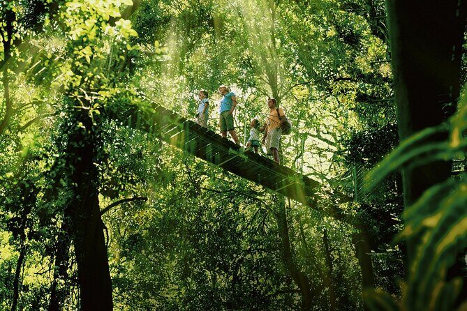 Lamington National Park, O'Reilly's & Vineyard Tour - The Mountain View and Scenic Vistas