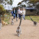 Land of the Lemurs Experience & a Day at Monarto Safari Park - A Day at Monarto Safari Park