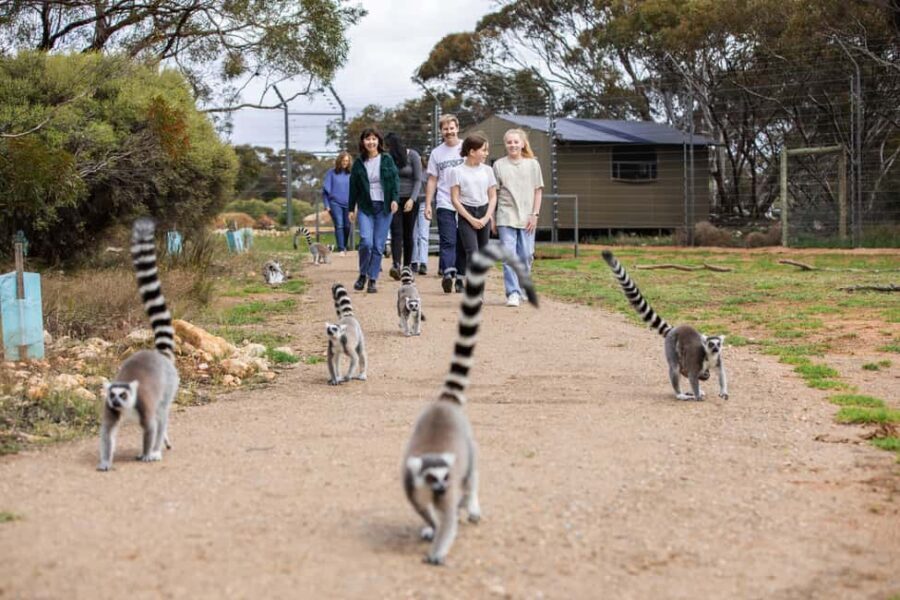 Land of the Lemurs Experience & a Day at Monarto Safari Park - A Day at Monarto Safari Park