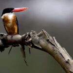 Langkawi: Half Day Birdwatching Tour - Practical Tips for Birdwatching in Langkawi