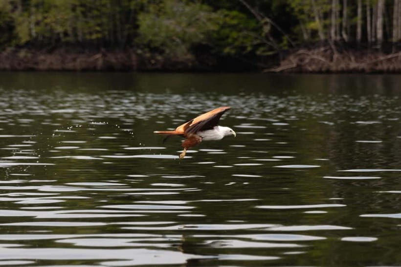 Langkawi: Kilim Geopark Mangrove Tour with Eagle Watching - What It Means for the Traveler