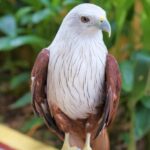 Langkawi: Wildlife Park Admission Ticket - The Value of Your Ticket: Is It Worth It?