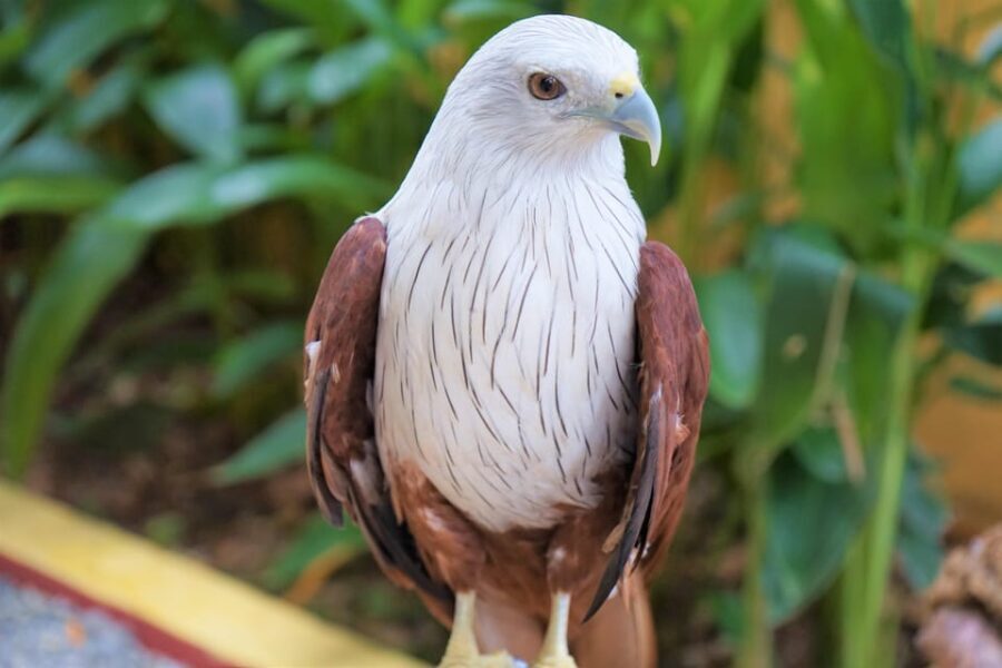 Langkawi: Wildlife Park Admission Ticket - The Value of Your Ticket: Is It Worth It?