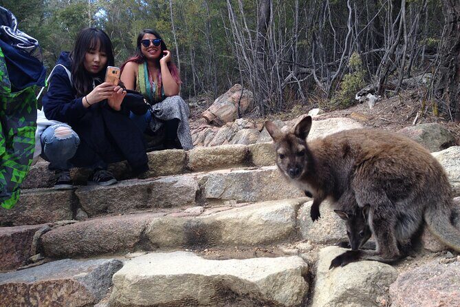 Launceston to Hobart via Wineglass Bay - Active one-way Day Tour - Who Will Love This Tour?