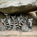 Lemur Experience at Melbourne Zoo - excl. entry - Pricing and How It Stacks Up