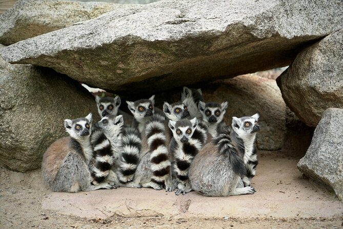 Lemur Experience at Melbourne Zoo - excl. entry - Pricing and How It Stacks Up