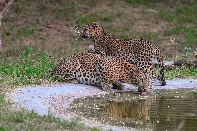 Leopard Safari in 4x4 Vehicle in Jhalana Park Including Transfers - The Experience from Real Feedback