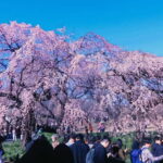 Licensed Guide Shinjuku Dramatic Tour Day Time - Exploring the Neighborhoods: A Balance of the Modern and Traditional
