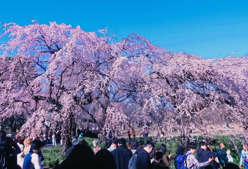 Licensed Guide Shinjuku Dramatic Tour Day Time - Exploring the Neighborhoods: A Balance of the Modern and Traditional