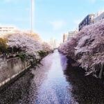 Licensed Guide Tokyo Meguro Cherry Blossom Walking Tour - A Closer Look at the Itinerary