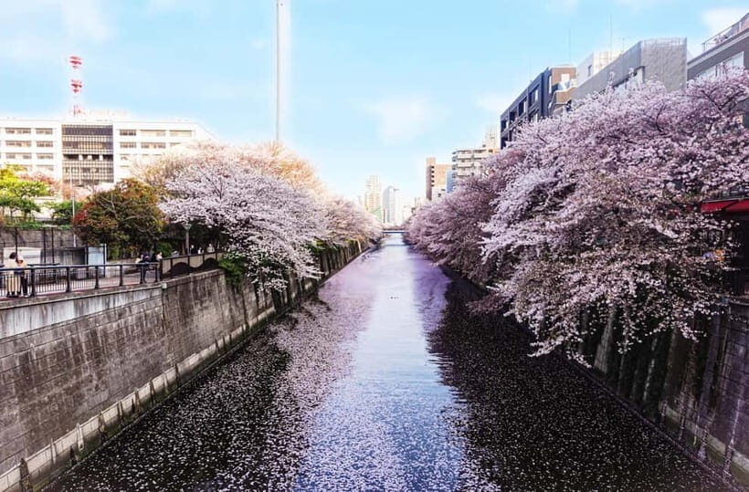 Licensed Guide Tokyo Meguro Cherry Blossom Walking Tour - A Closer Look at the Itinerary
