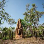 Litchfield National Park Tour with Wetlands or Crocodile Cruise - The Value of This Tour