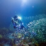 Little Barrier Island: Full-Day Scuba Dive Charter - Value for Money and Overall Impression