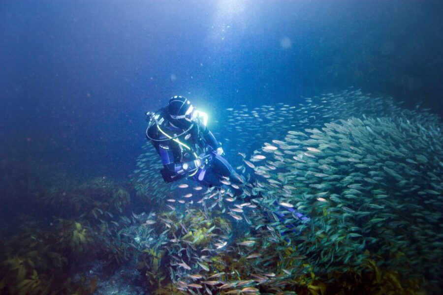 Little Barrier Island: Full-Day Scuba Dive Charter - Value for Money and Overall Impression