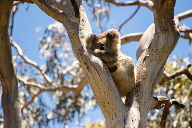 Little Koala Walking Tour - Final Thoughts