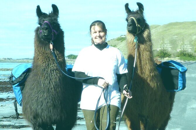 Llama Trek (Half-day) - Kaikoura Bay, Beaches & Seal Colony - Who Will Appreciate This Tour?