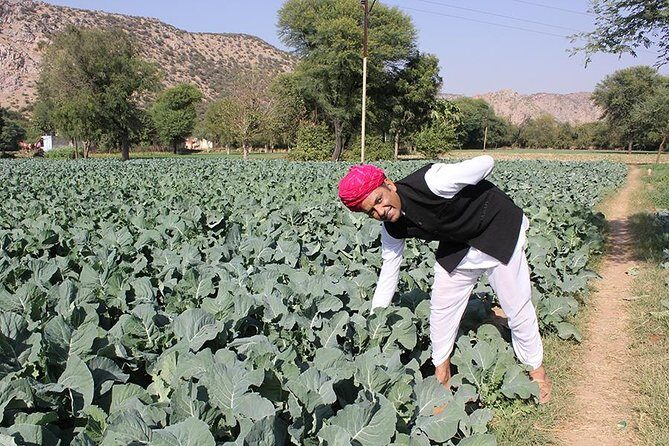 Local Farm and Village Visit with an Authentic Rajasthani Vegetarian Meal - A Deep Dive into the Experience