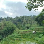 Lombok: Hiking Tour to Tete Batu Village - Transportation & Practicalities