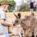 Lone Pine Koala Sanctuary Day Pass - Authentic Reviews and Insights